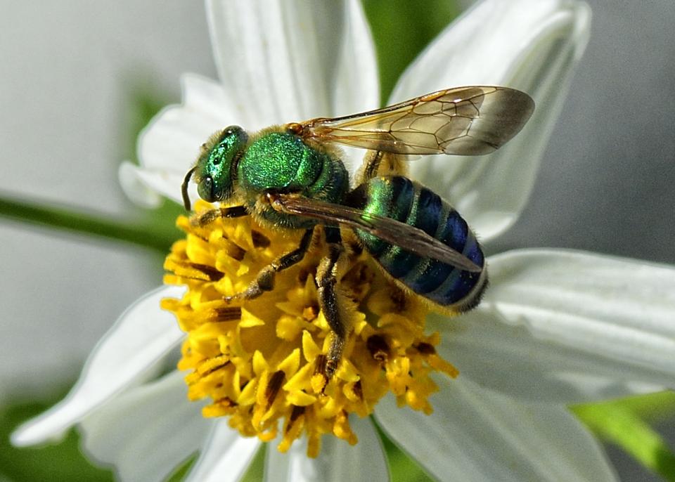 Orchid Bee 3 | Shutterbug